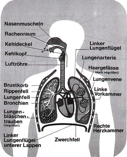 Atemwege - DLRG Ortsverband Marktredwitz e. V.