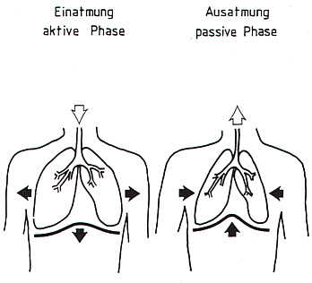 Atemmechanik - DLRG Ortsverband Marktredwitz e. V.